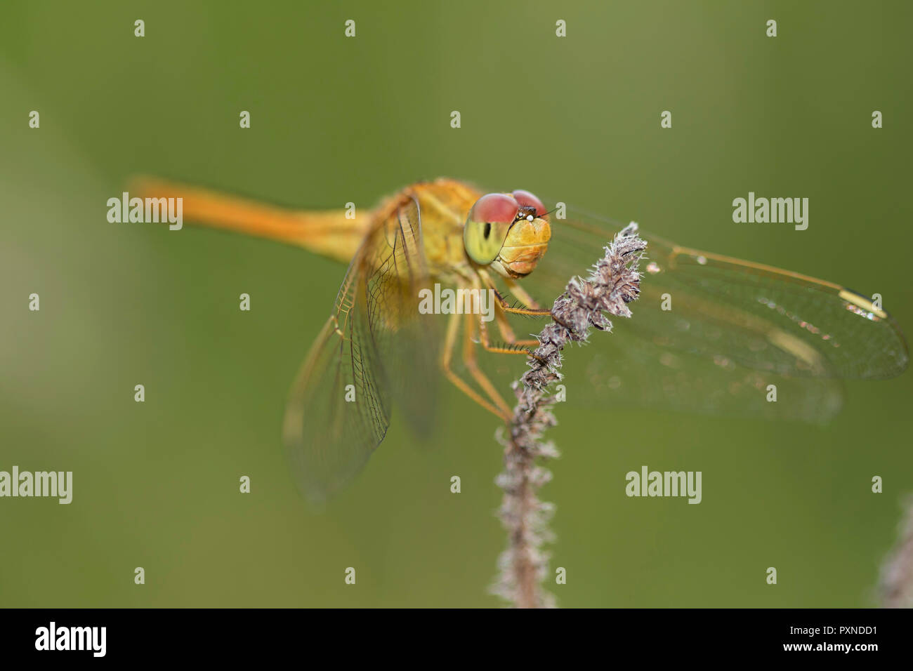 Scarlet skimmer, Crocothemis servilia, dragonfly, close-up Stock Photo ...