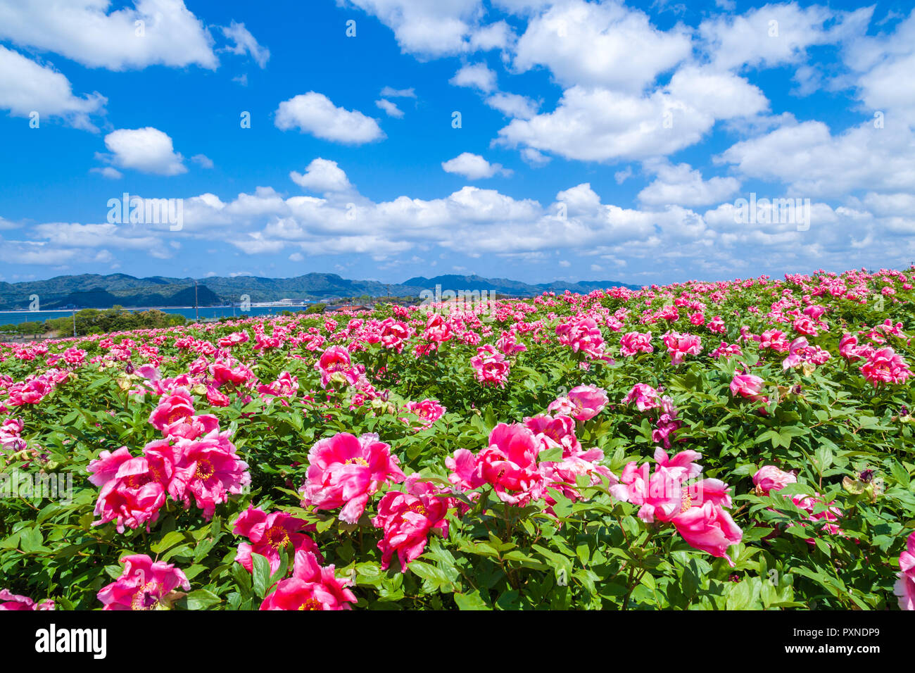 Shimane garden hi-res stock photography and images - Alamy