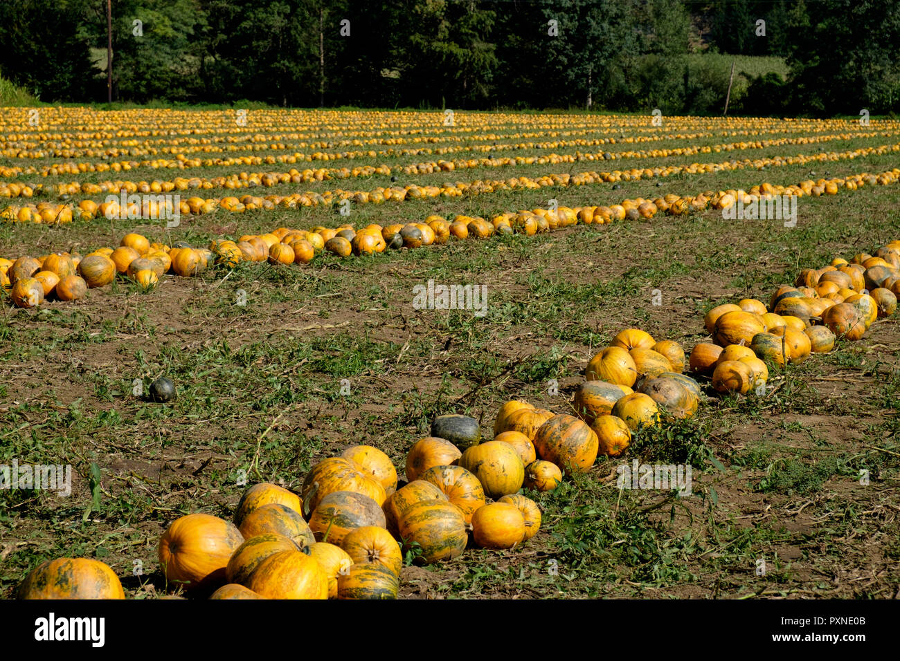 Pumpkin field hi-res stock photography and images - Alamy