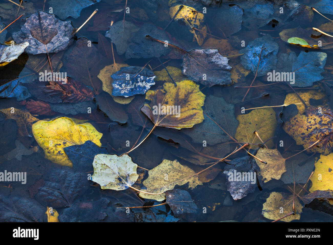 Puddle ground top view hi-res stock photography and images - Alamy