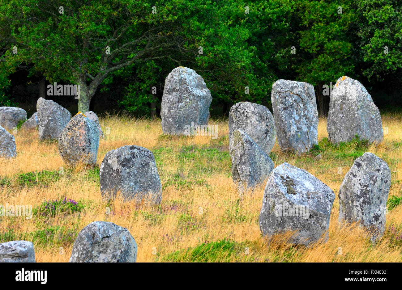 France, Brittany, Morbihan, Carnac, megalithic menhir alignments of ...