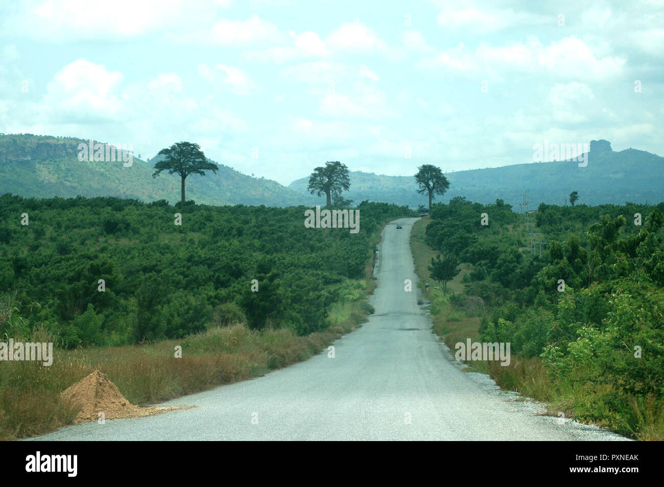 A tarmac road passes through the bush towards some tall trees and ...