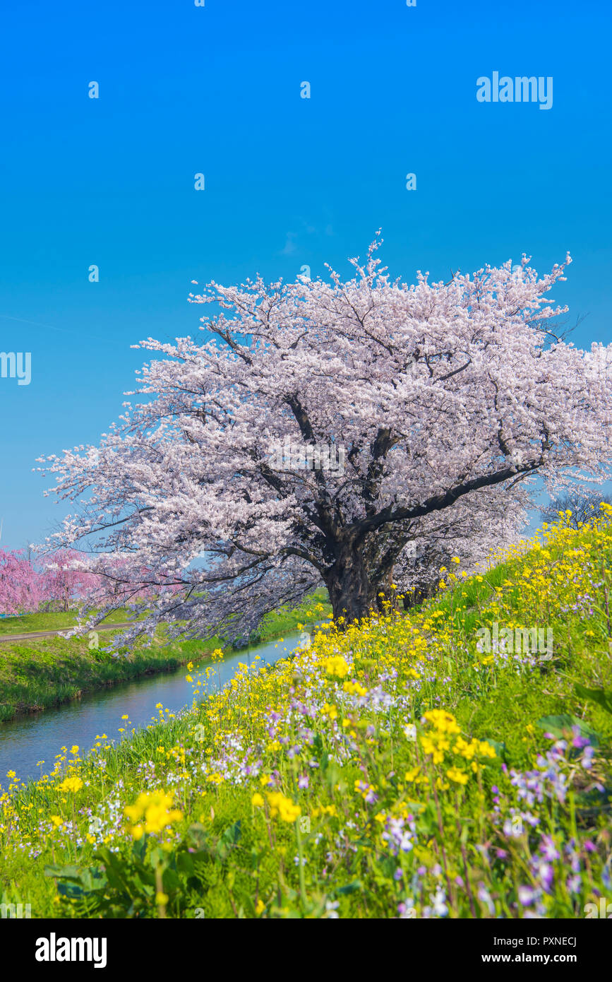 Tohoku region japan blossom hi-res stock photography and images - Alamy