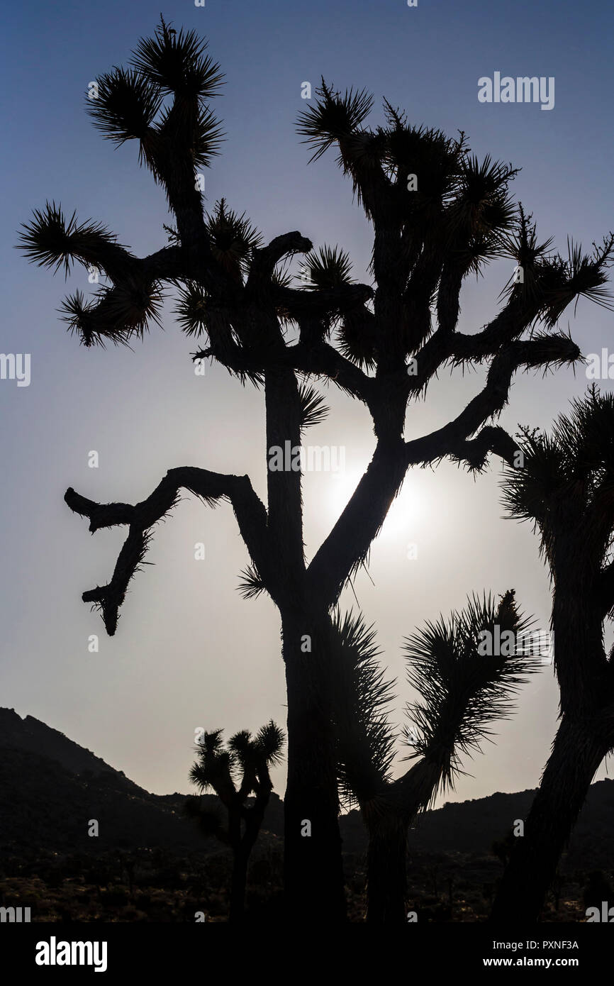 Nowitz hi-res stock photography and images - Alamy