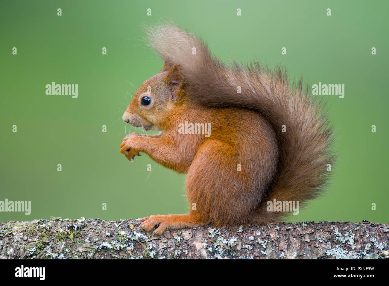 Squirrel on trunk tree hi-res stock photography and images - Alamy