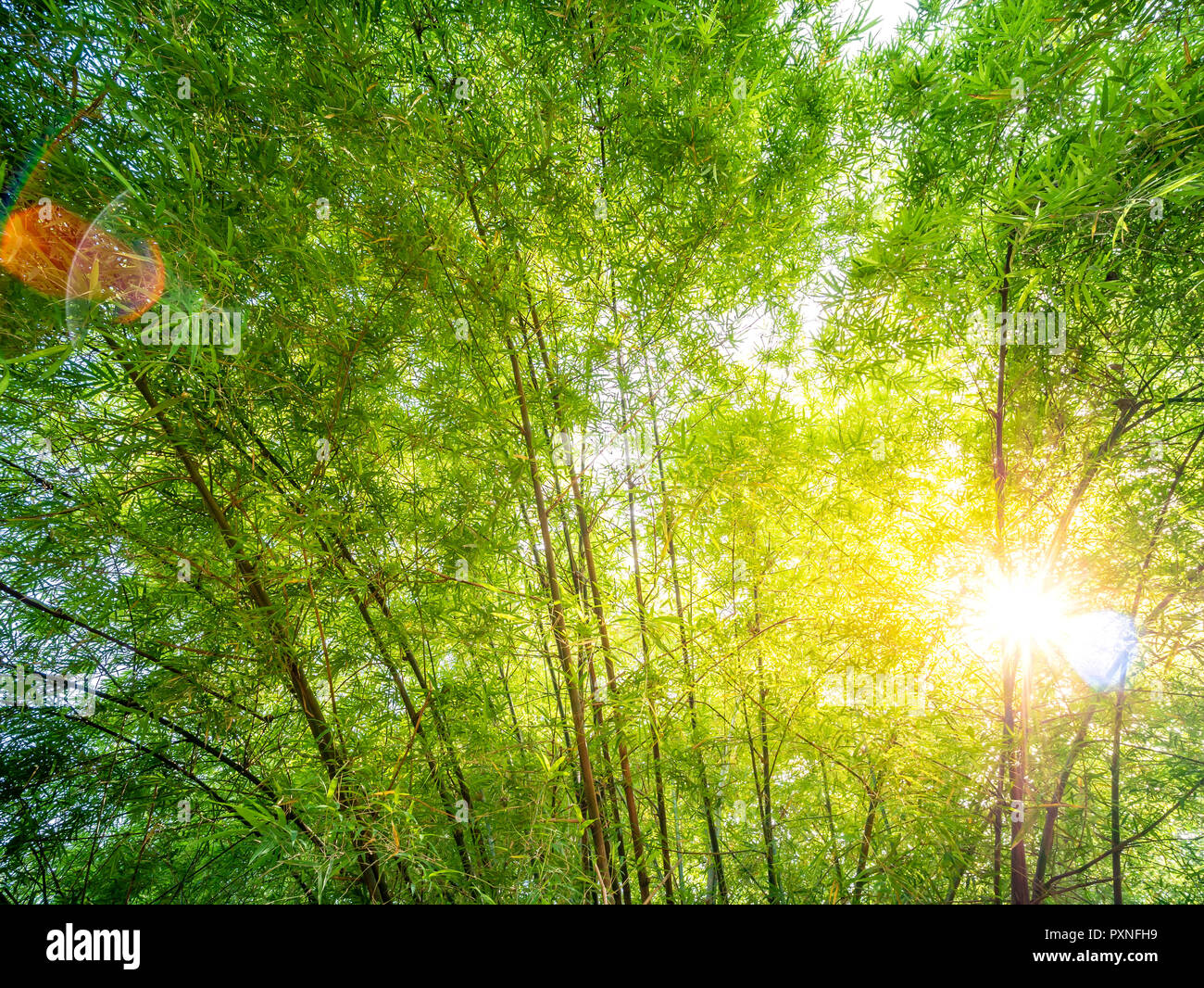 Asian bamboo forest with sunlight and flare Stock Photo - Alamy