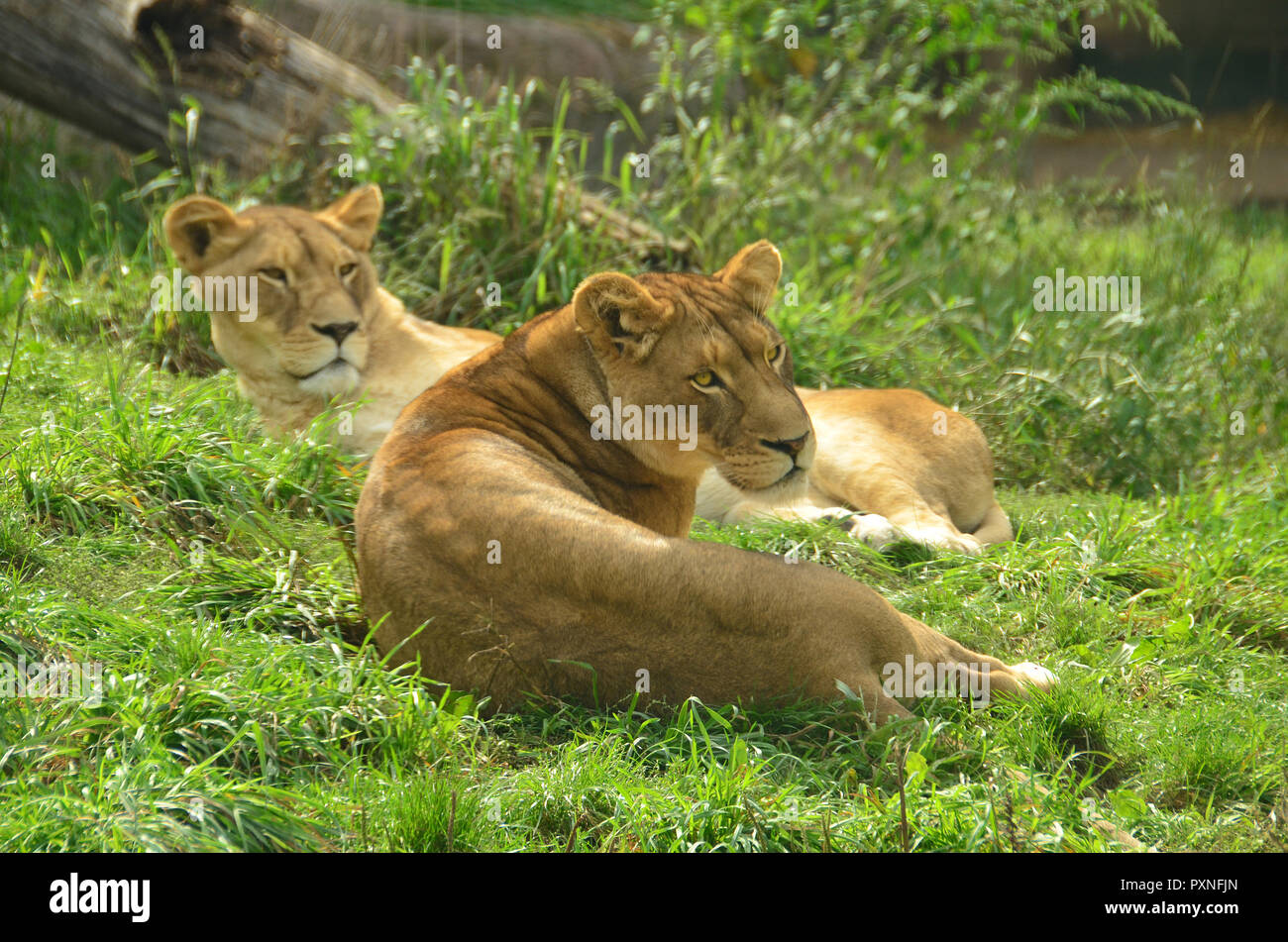 Lion exhibit at zoo Stock Photo - Alamy