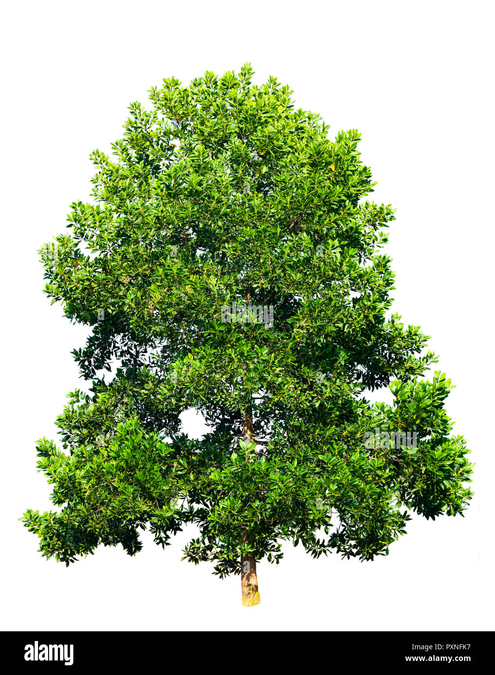 Big green tree isolated on white background with clipping path Stock ...