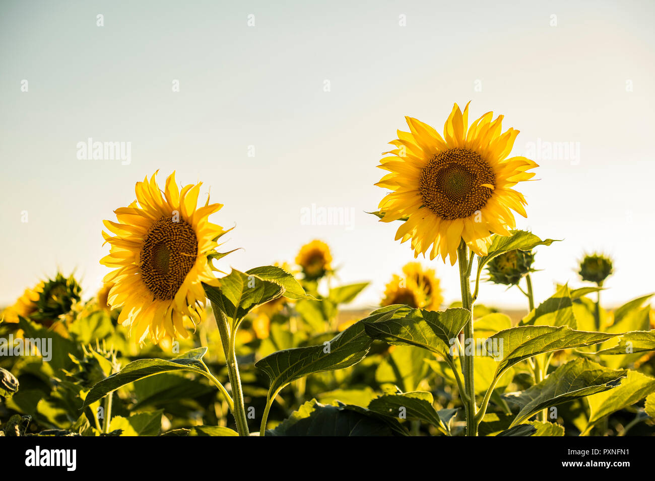 Sunflowers sunset hi-res stock photography and images - Alamy