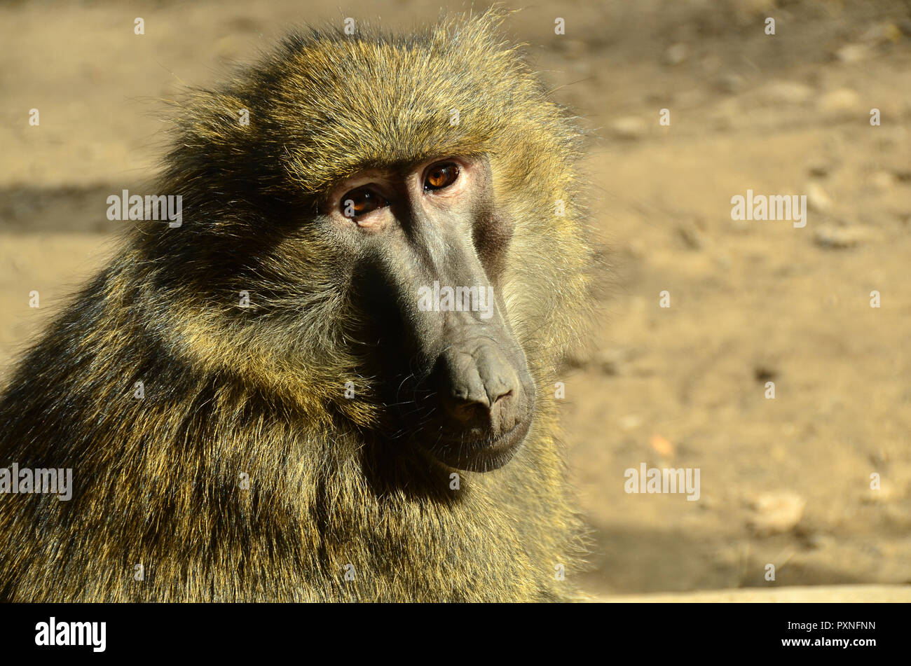 Baboon, captive in zoo Stock Photo - Alamy