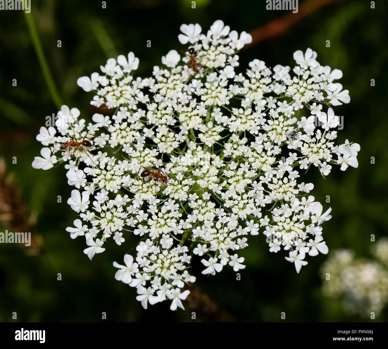 Insects of grassland hi-res stock photography and images - Alamy