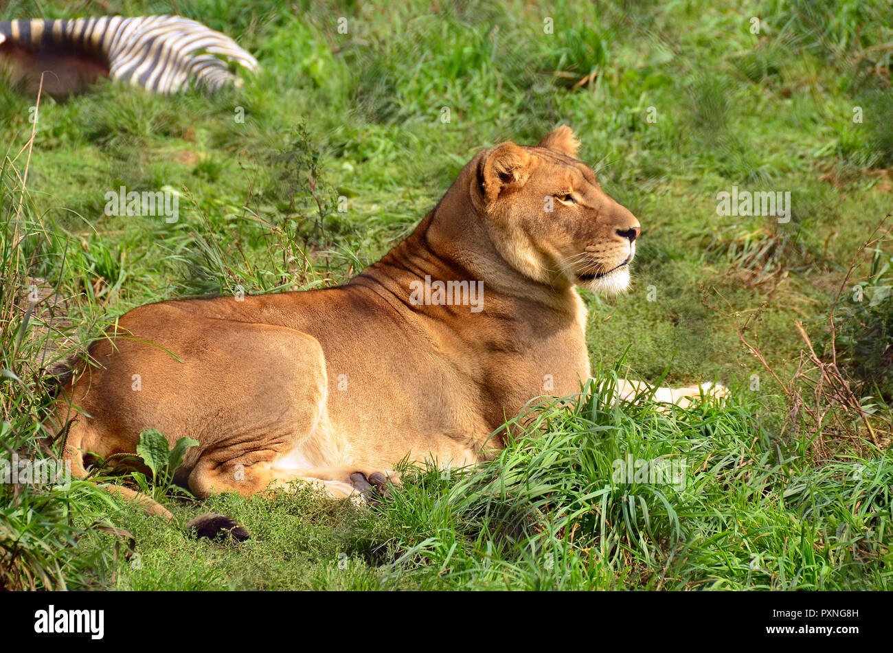 Lion exhibit at zoo Stock Photo - Alamy