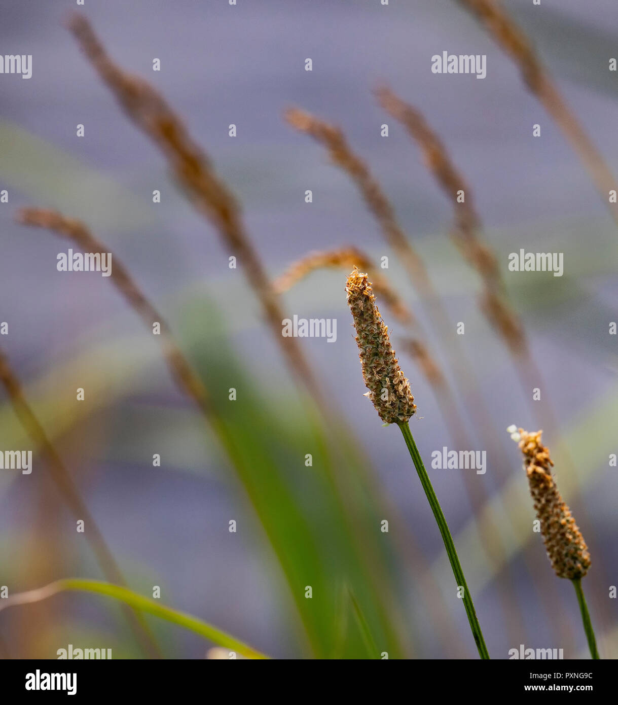 Grass seed heads growing along marsh borders Stock Photo - Alamy