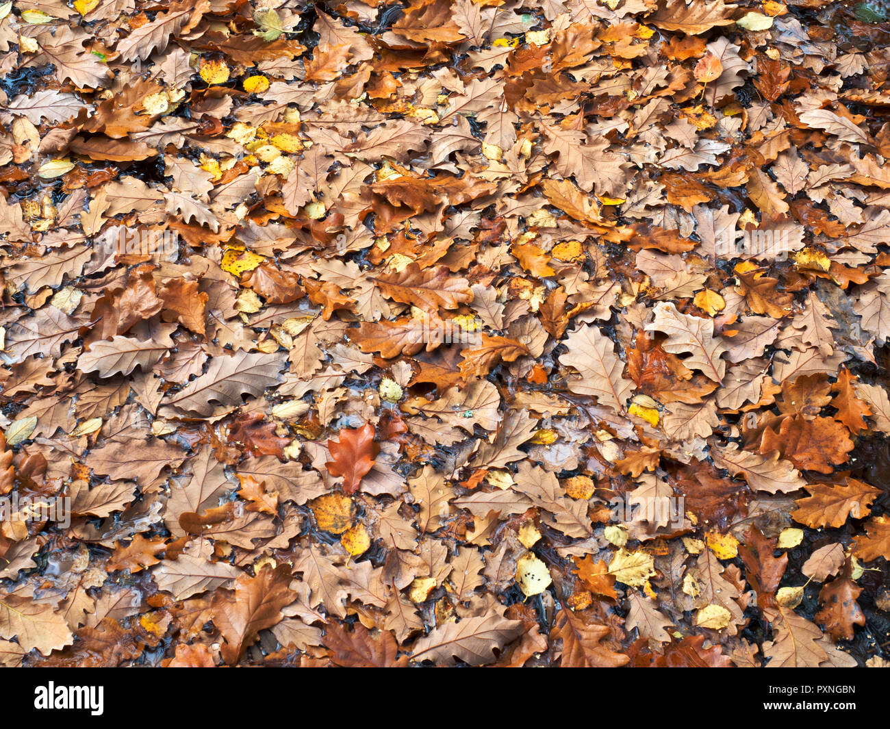 Floating fallen oak leaves on Guisecliff Tarn in Guisecliff Wood ...