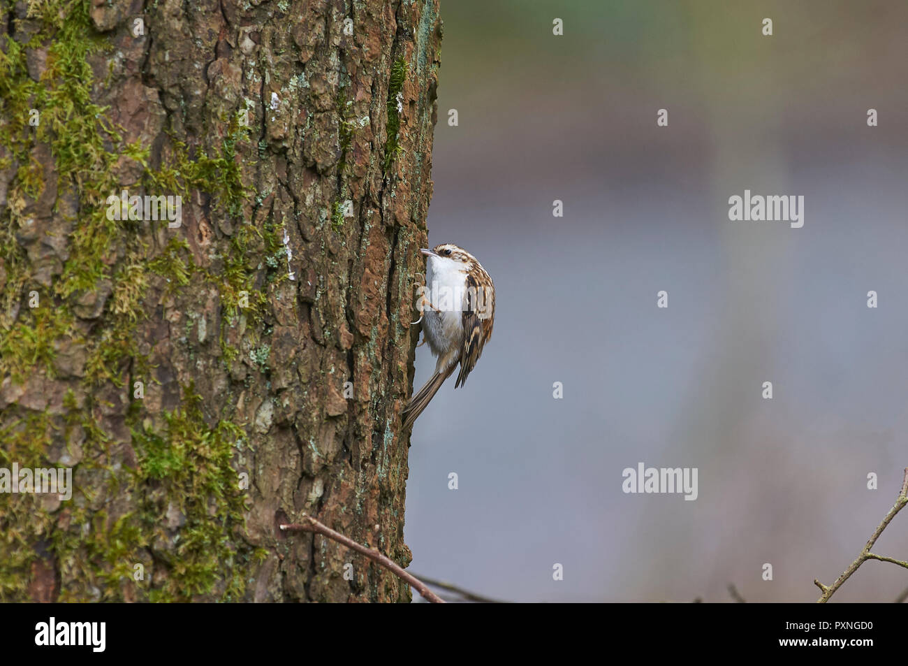Grubs of brown tail hi-res stock photography and images - Alamy