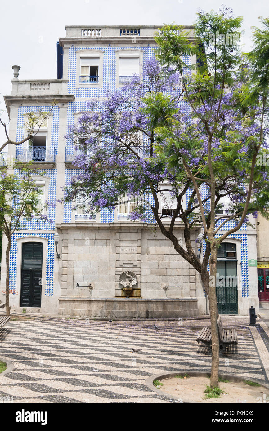 Portugal, Porto, blossoming tree in the old city Stock Photo - Alamy