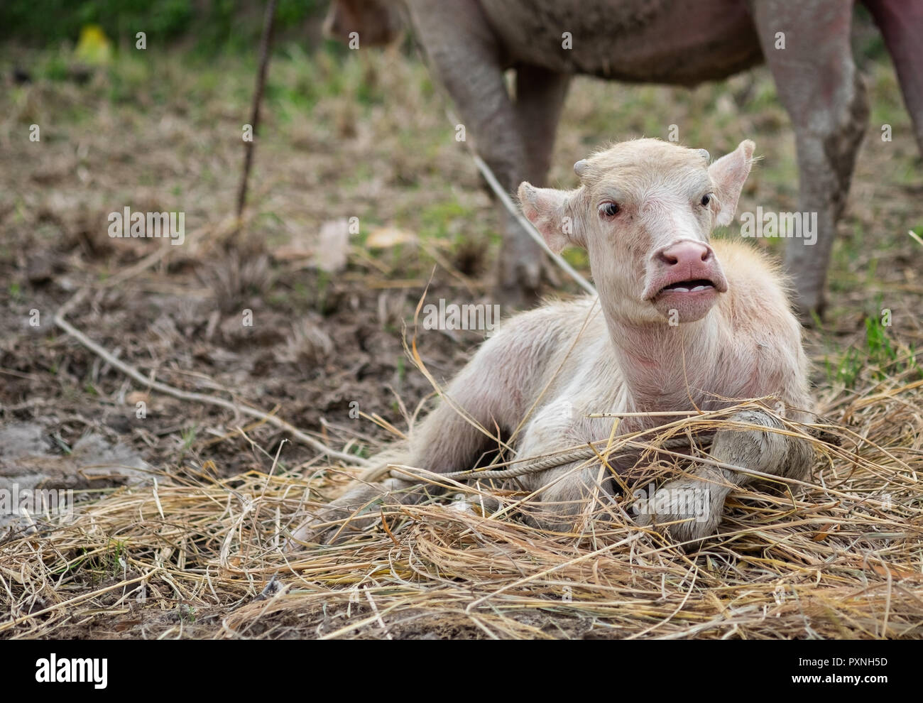 A small white buffalo sat on a straw. The background is a buffalo ...