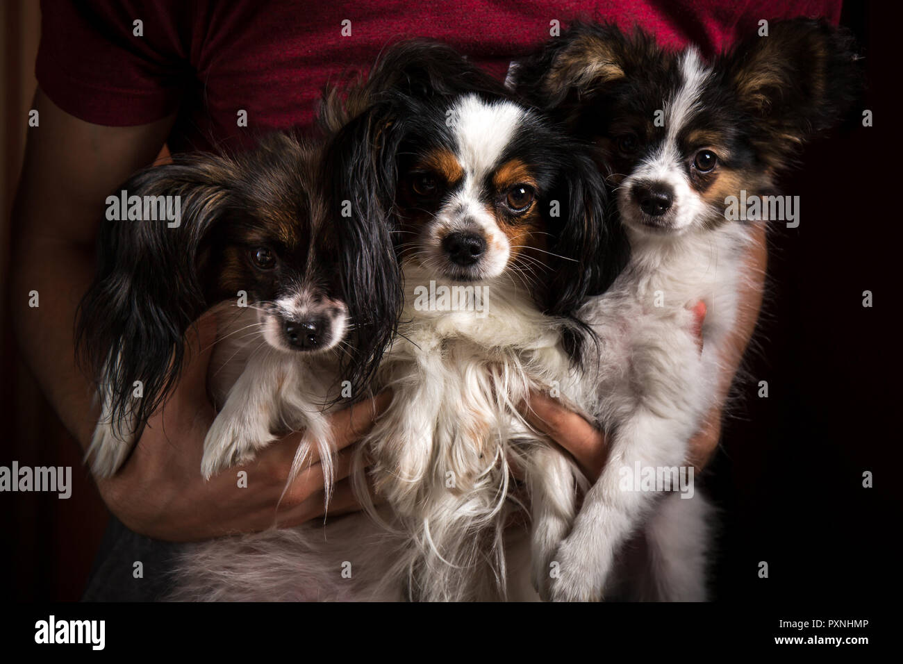 Female dog papillon hi-res stock photography and images - Alamy