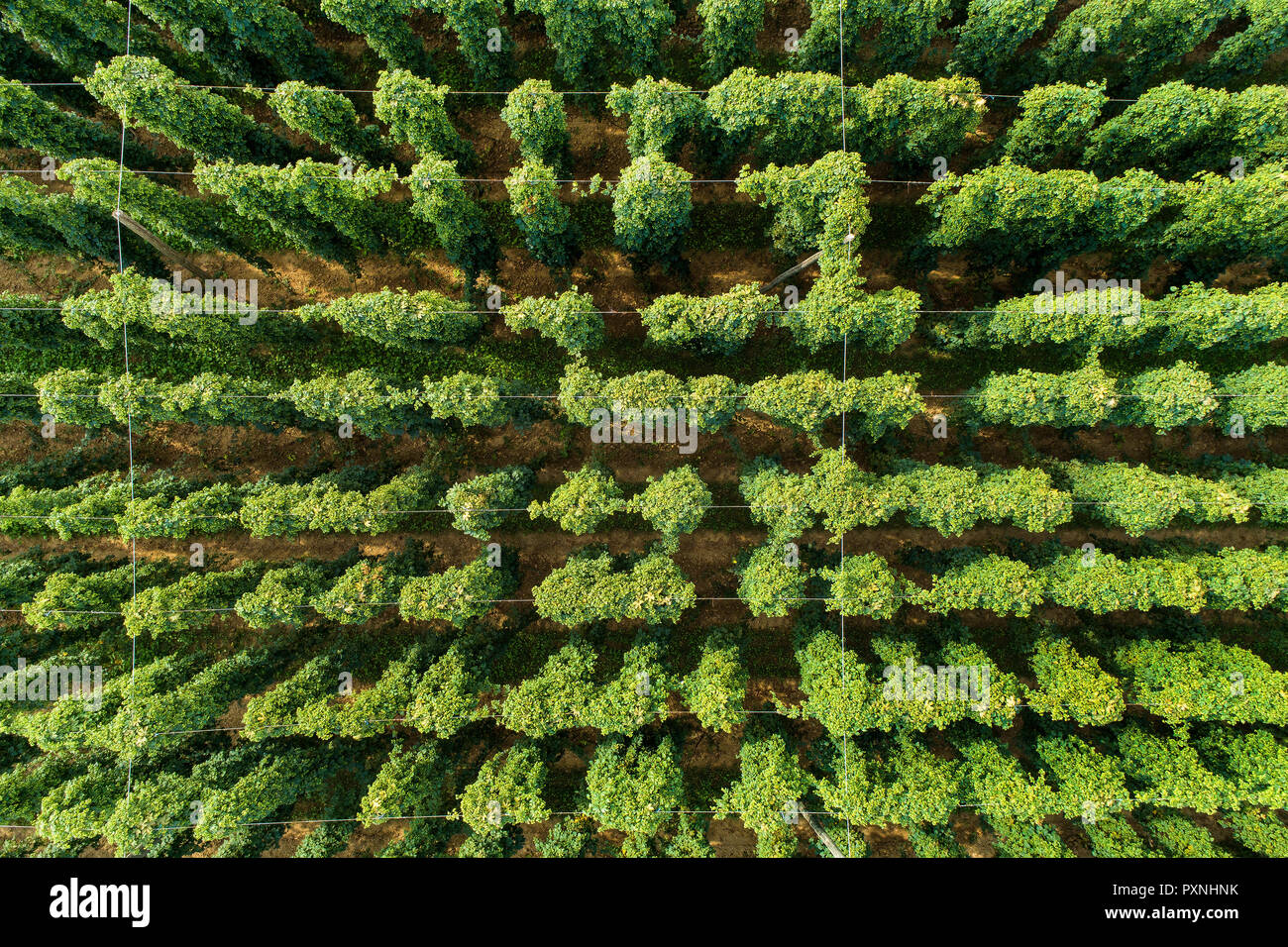 Hop plantation field fields hi-res stock photography and images - Alamy