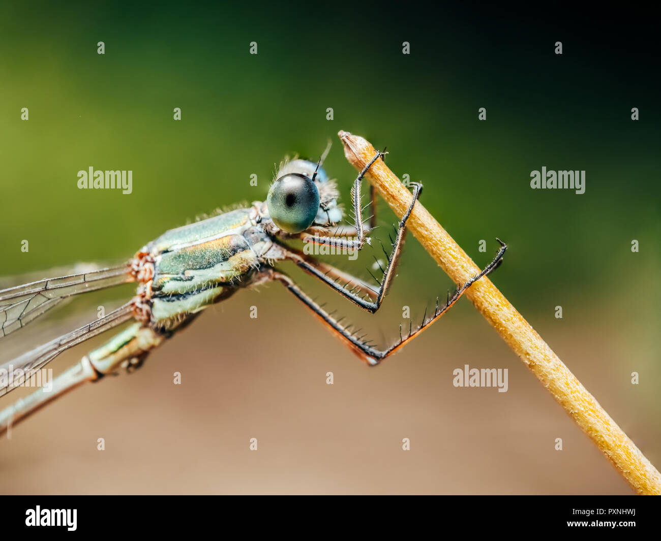 Dragonfly macro hi-res stock photography and images - Alamy