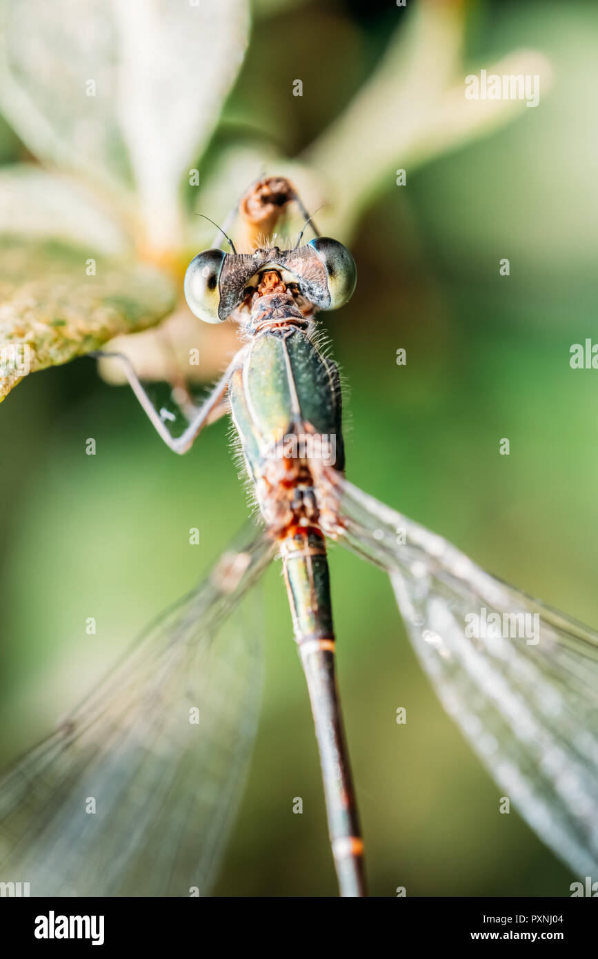 Portrait in nature hi-res stock photography and images - Alamy
