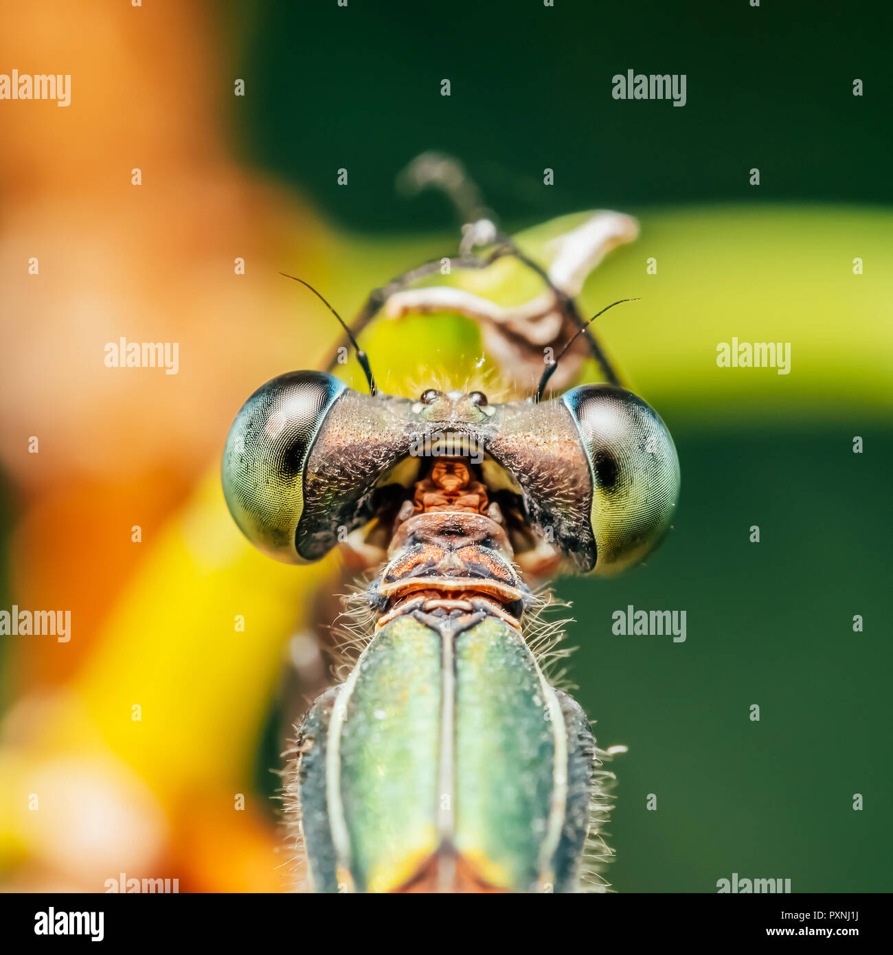 Dragonfly macro hi-res stock photography and images - Alamy