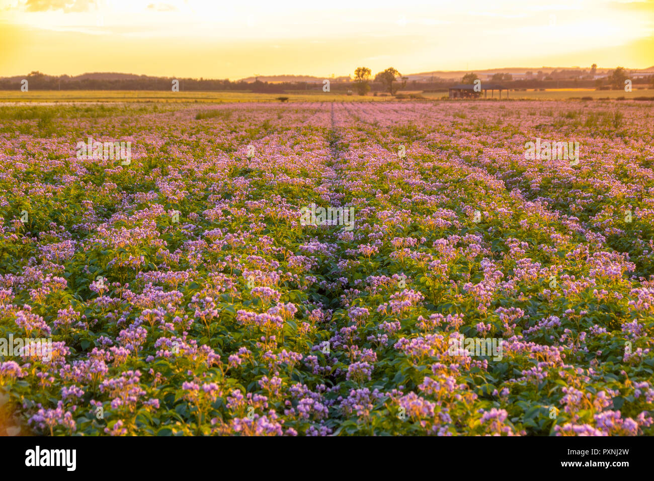 Potato field hi-res stock photography and images - Alamy