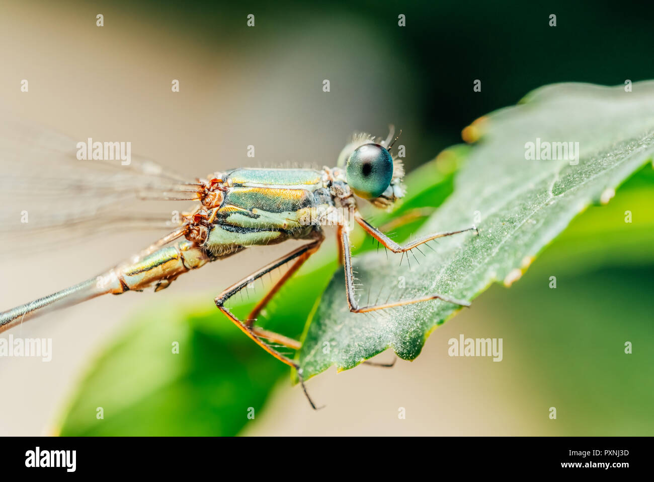 Portrait in nature hi-res stock photography and images - Alamy