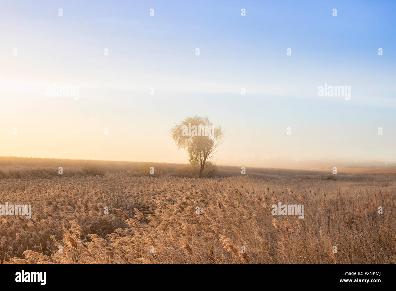 Beautiful sunny foggy autumn hi-res stock photography and images - Alamy