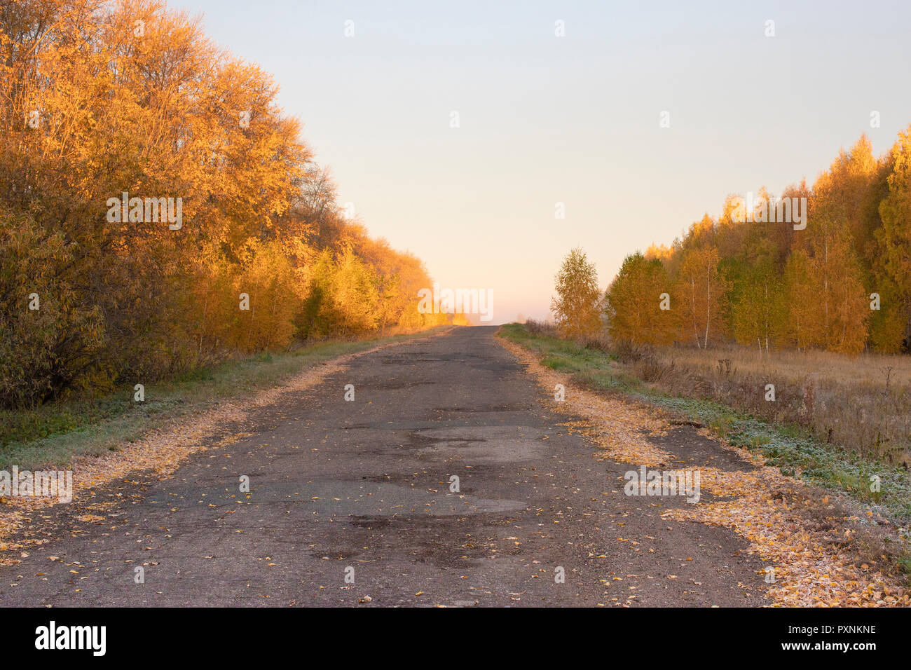 Road in north forest hi-res stock photography and images - Alamy
