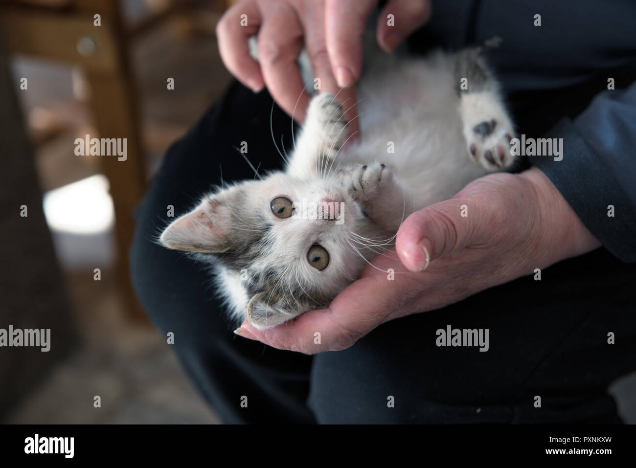 Animal shelter cat hi-res stock photography and images - Alamy