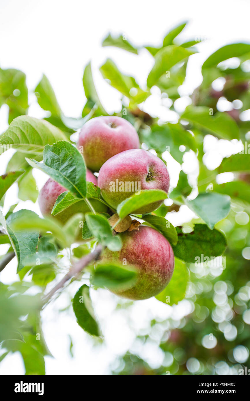Red apples tree hi-res stock photography and images - Alamy