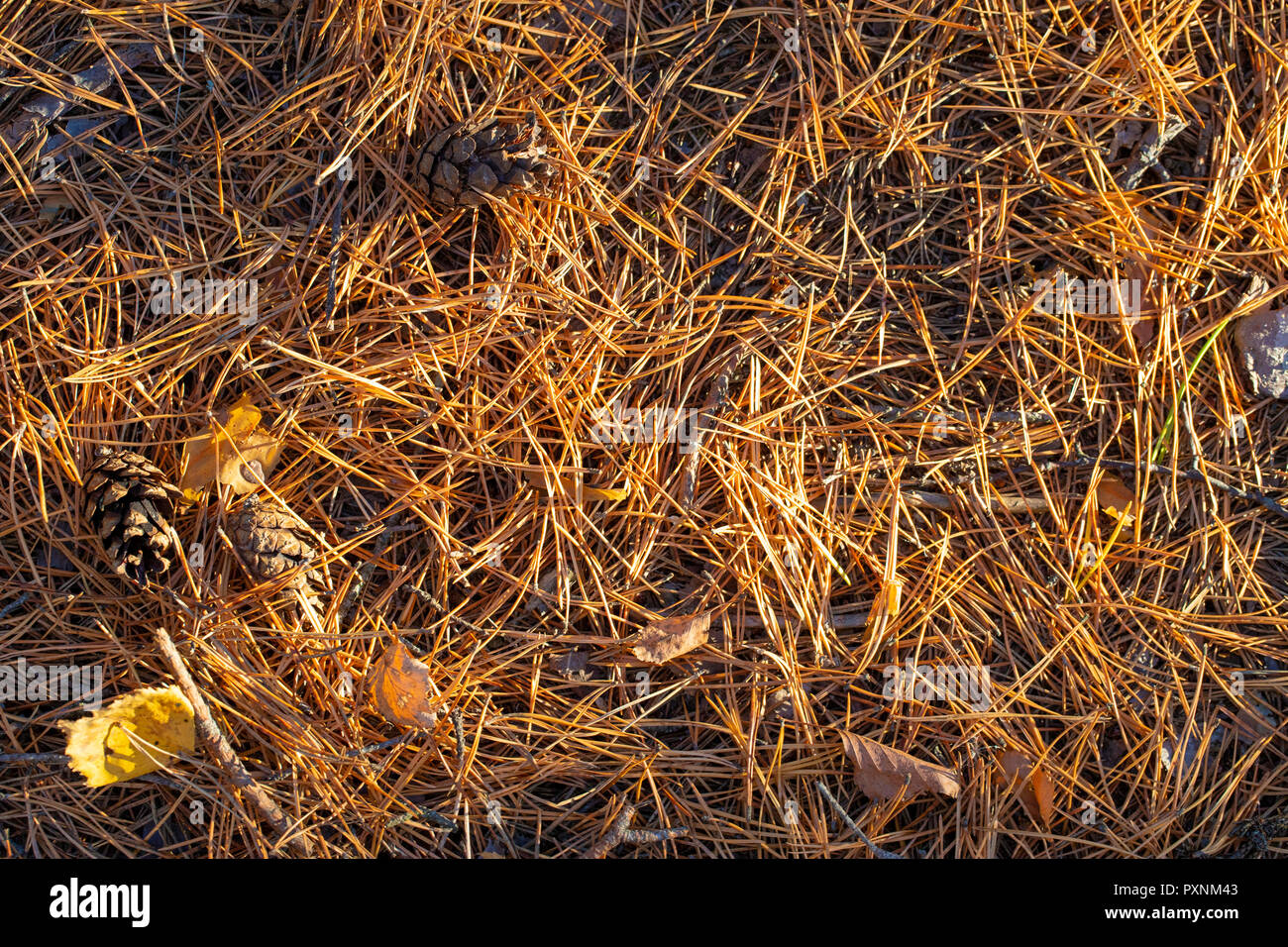 Bumps on the leaf hi-res stock photography and images - Alamy