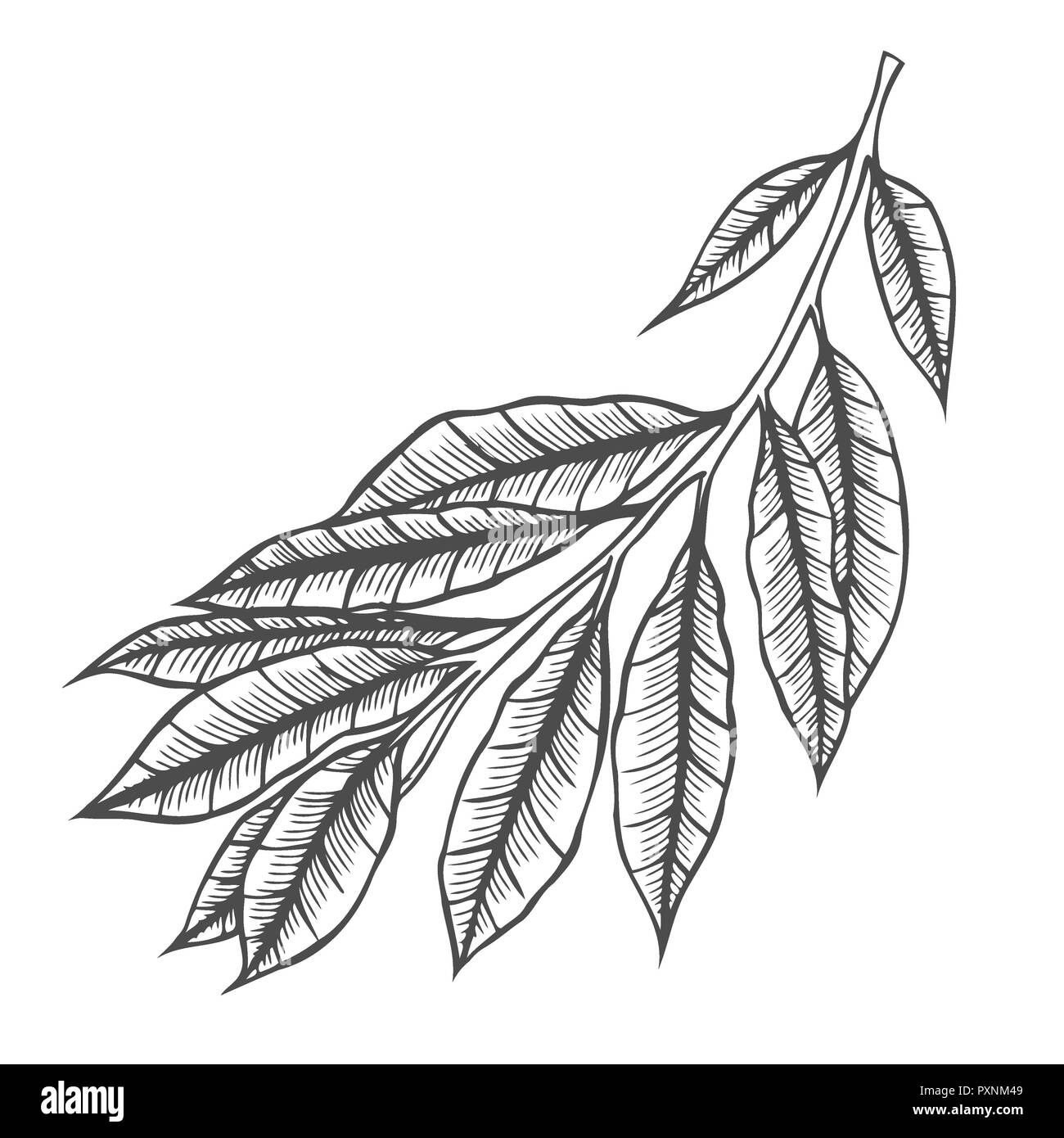 Branch of plant illustration. Scratch board style engraving. Hand drawn ...