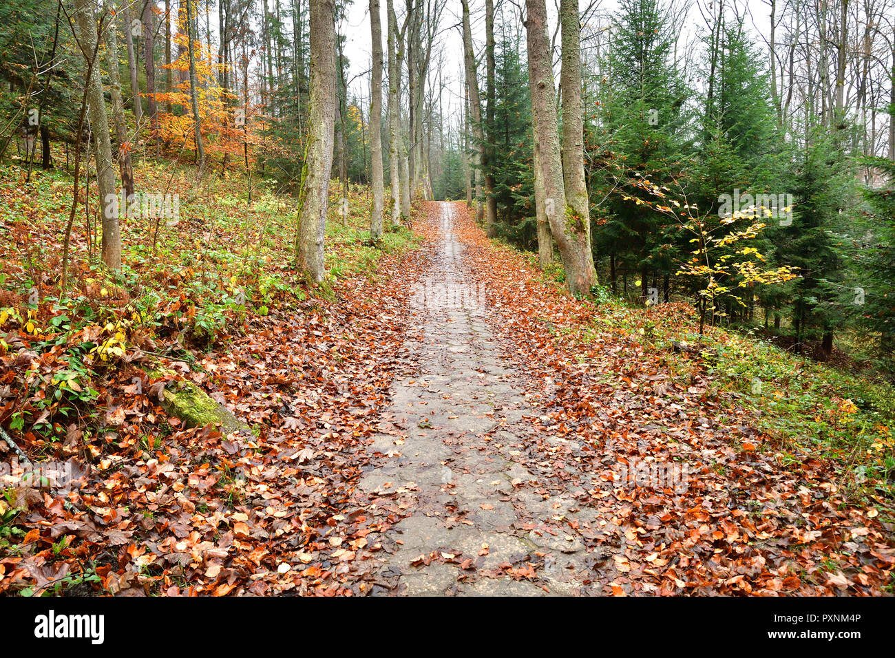 walking tourist path full of falling leaves in autumn Stock Photo - Alamy