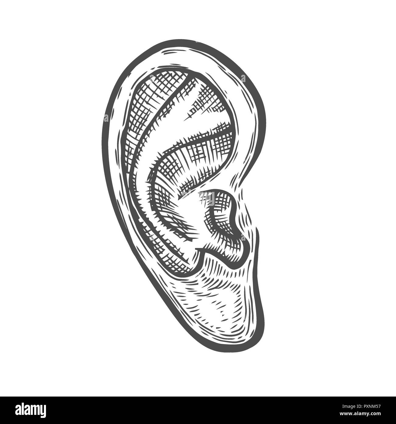 Black And White Cartoon Ear