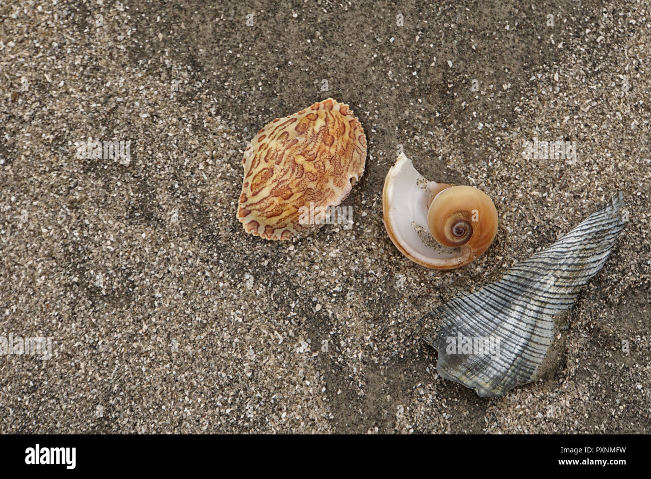 3 sea shells on a sandy beach Stock Photo - Alamy
