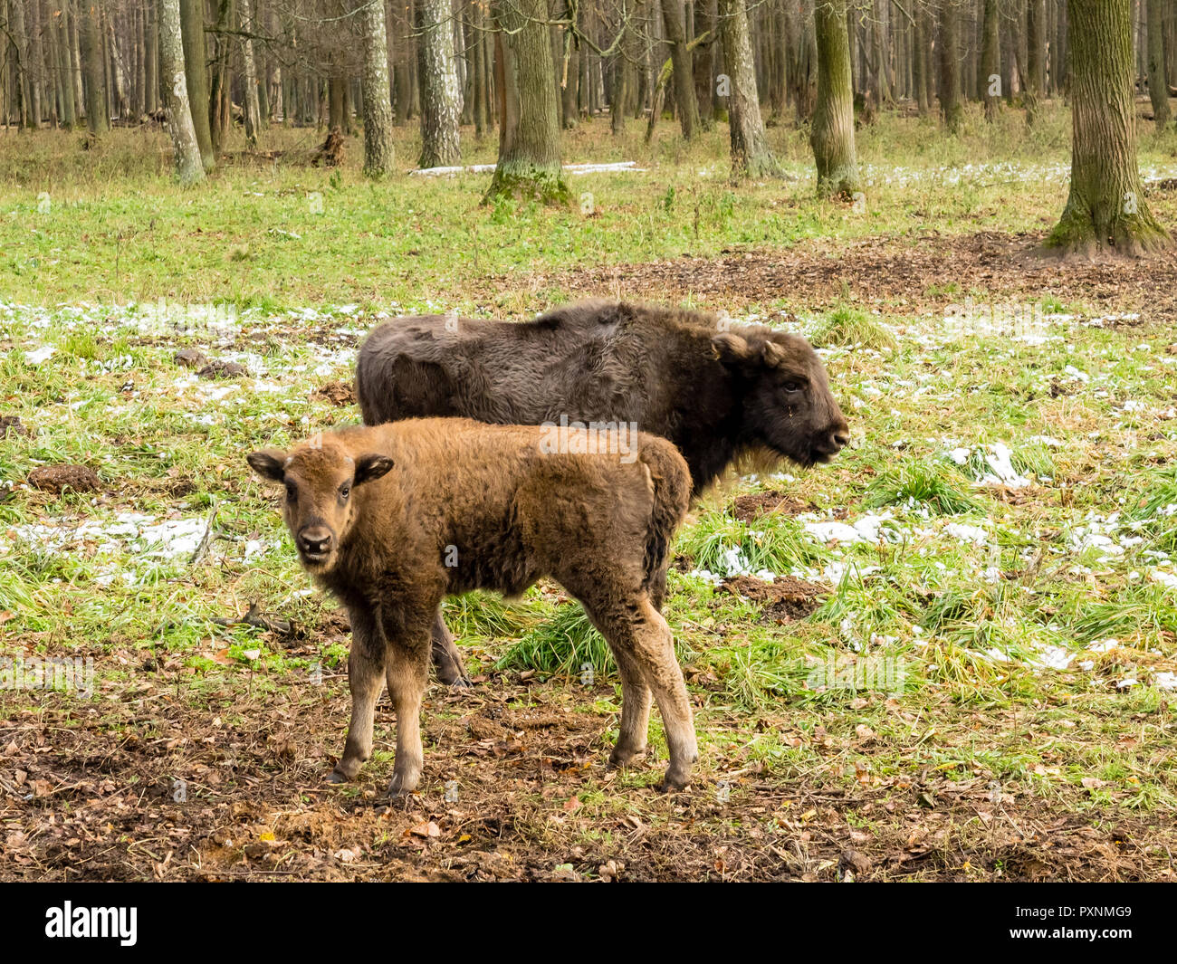 Taiga animals hi-res stock photography and images - Alamy