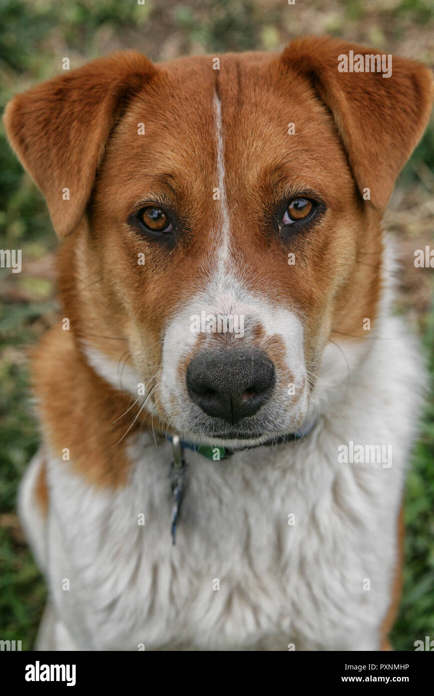 Brown and white mixed-breed dog Stock Photo - Alamy