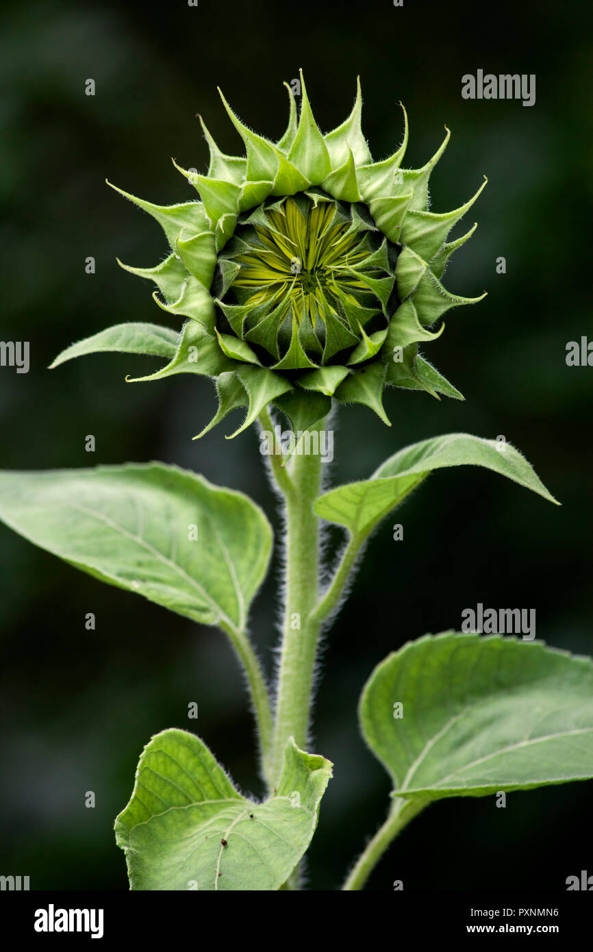 Single sunflower bud hi-res stock photography and images - Alamy