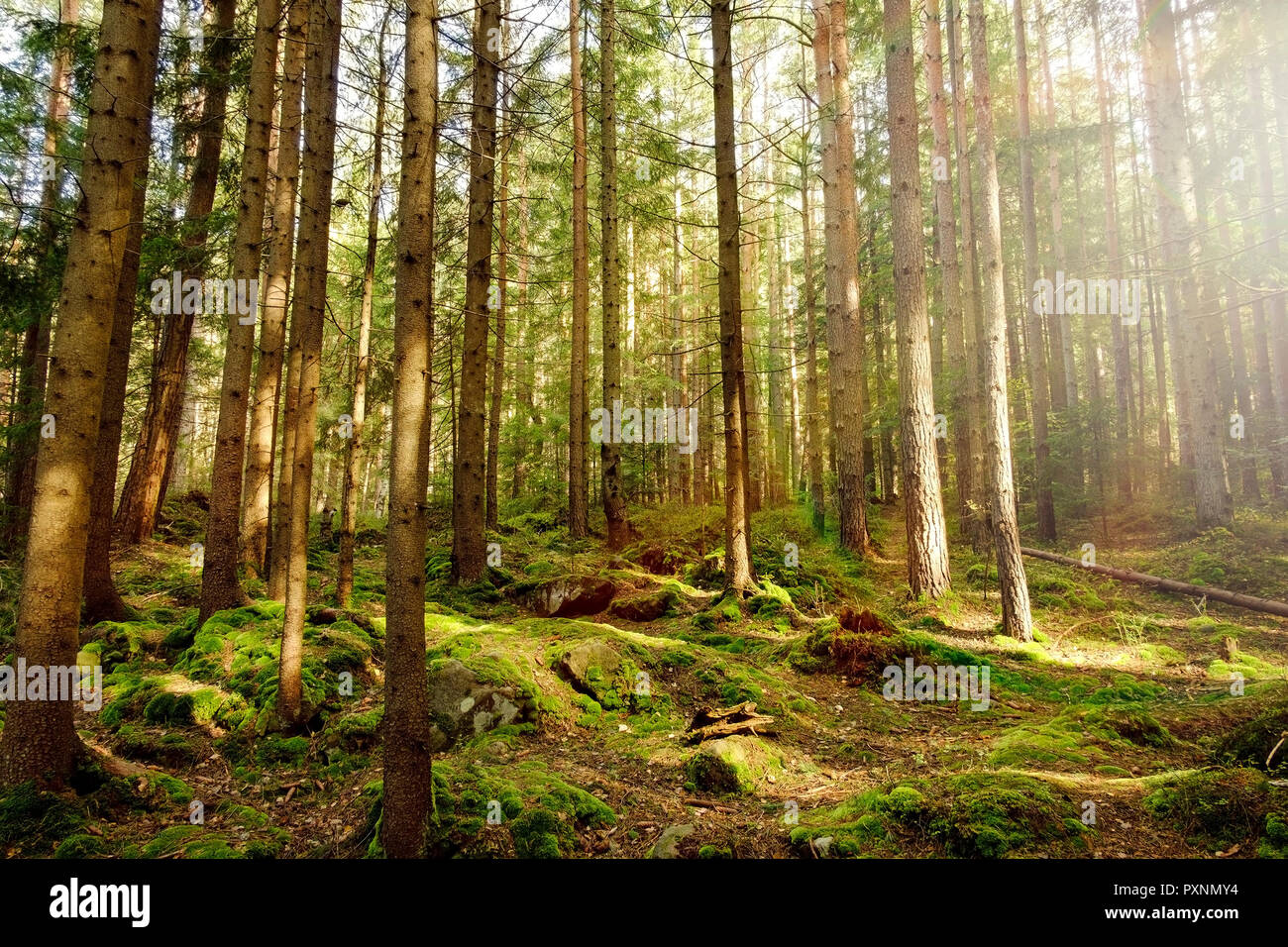 Bright sunshine in the green forest, beautiful light Stock Photo - Alamy