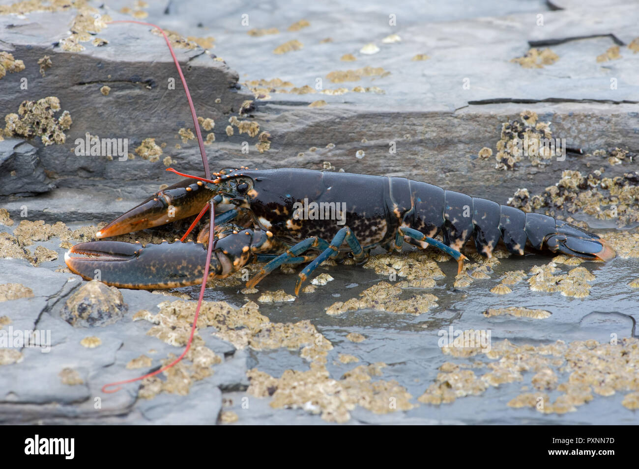 Gammarus hi-res stock photography and images - Alamy