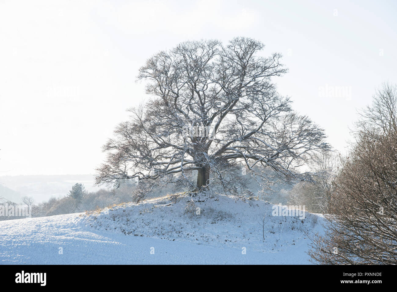 Snow covered fields with bare tree in the British countryside during ...