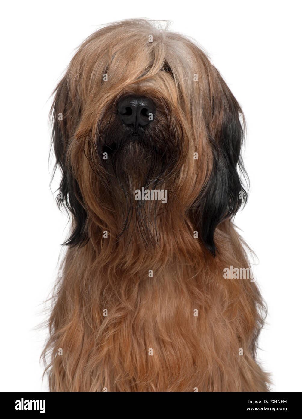 Old shaggy dog hi-res stock photography and images - Alamy