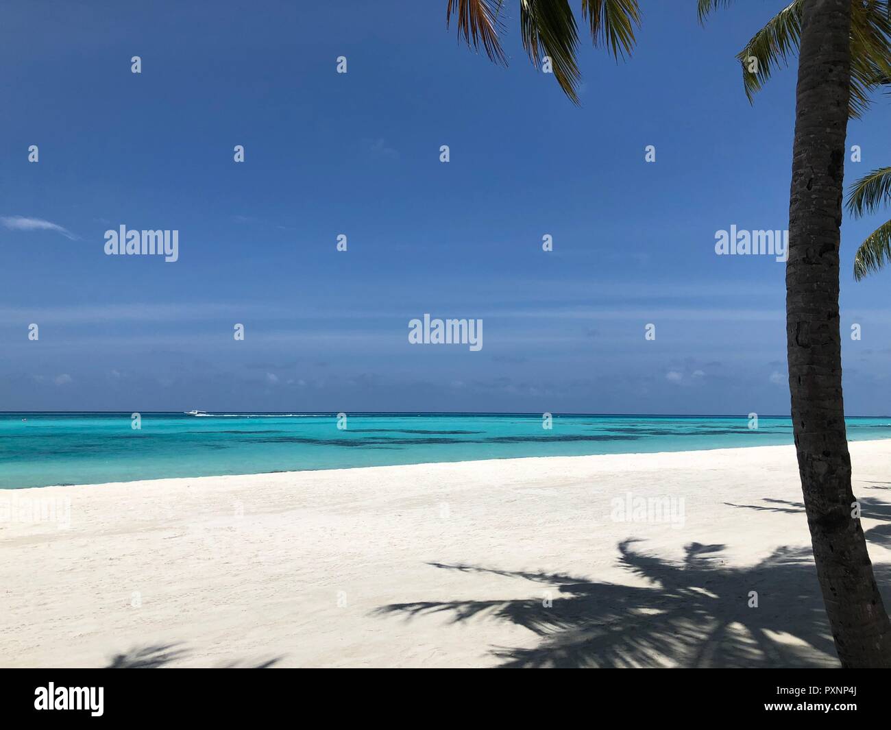 Palm tree in a tropical setting hi-res stock photography and images - Alamy