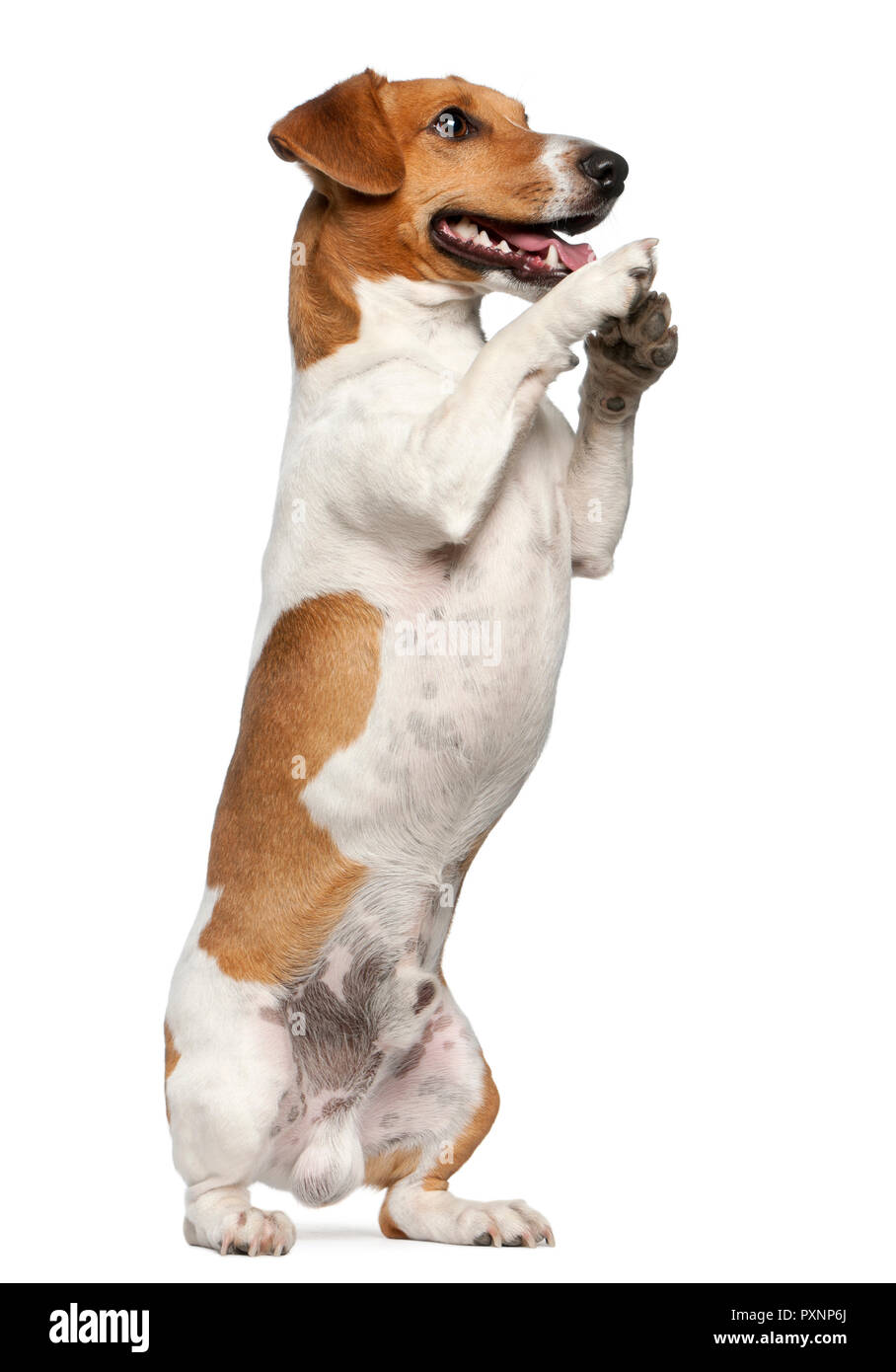 Jack Russell Terrier, 12 months old, standing up in front of white ...