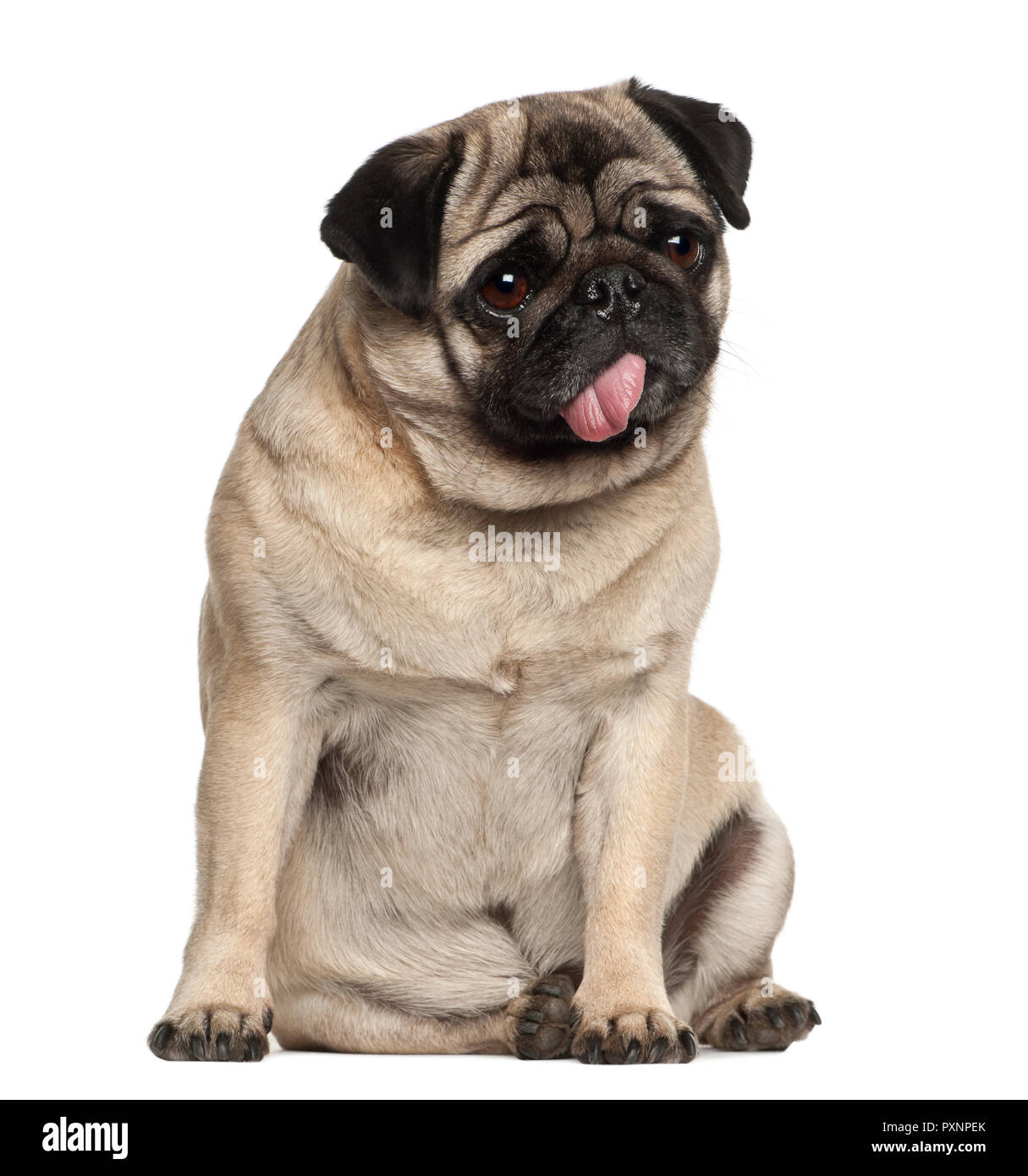 Pug, 4 years old, sitting against white background Stock Photo - Alamy