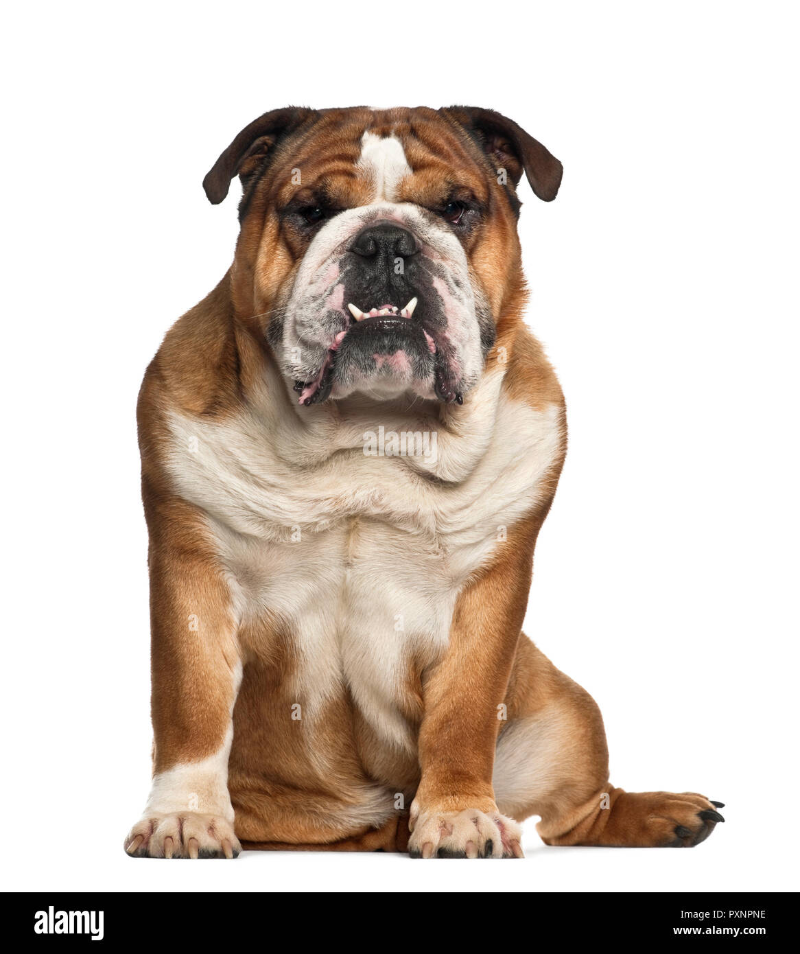 English Bulldog, 6 years old, sitting against white background Stock ...