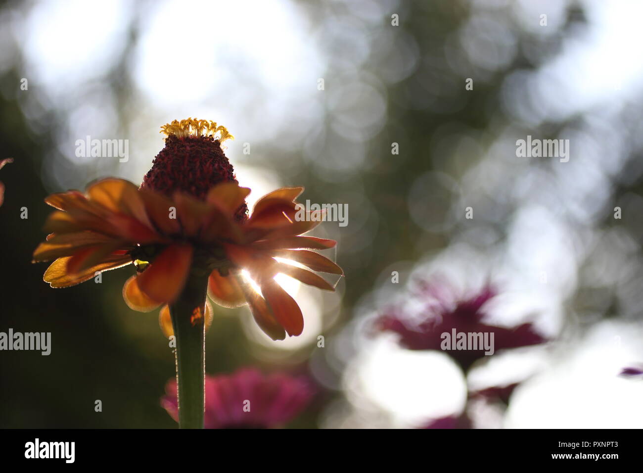 Yellowdaisy hi-res stock photography and images - Alamy
