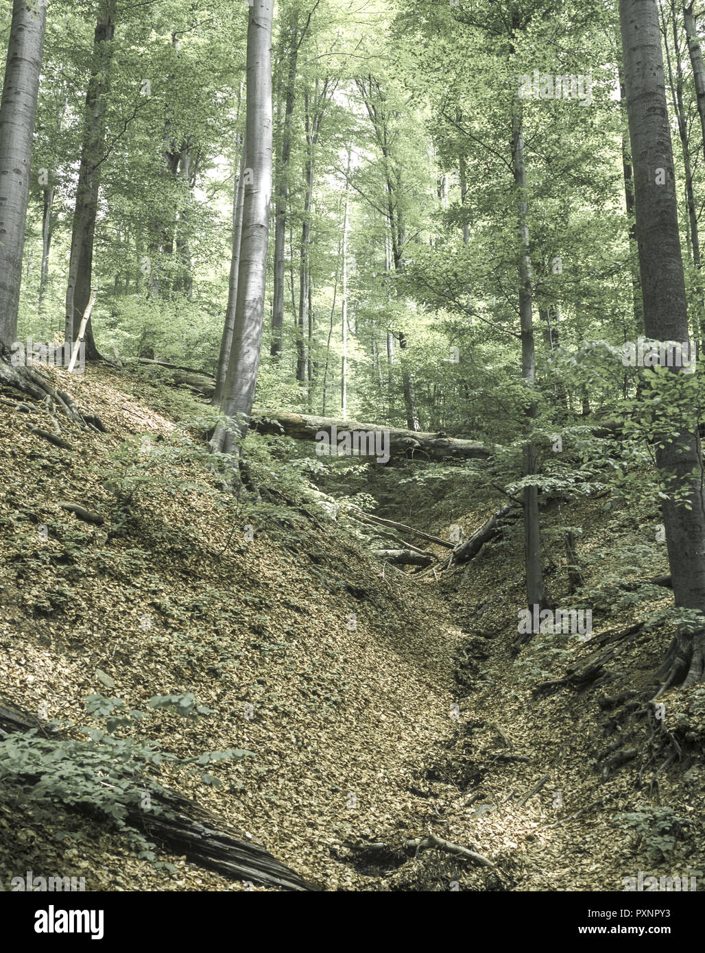 Nationall park Poloniny. Primeval forest. Narodna prirodna rezervacia ...
